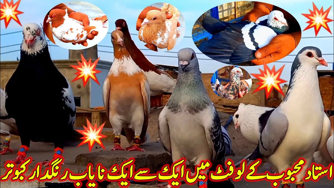 Unique colorful Pigeon in Ustad Mehboob's Loft | Beautiful Pigeon ...
