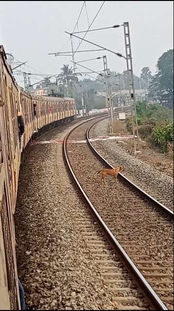 "Experience the sharpest curve at Bally! 🚂" - YouTube