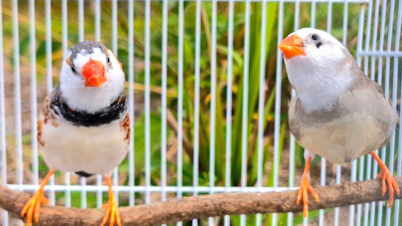 Zebra finch sounds : Beautiful birds singing in a cage - YouTube
