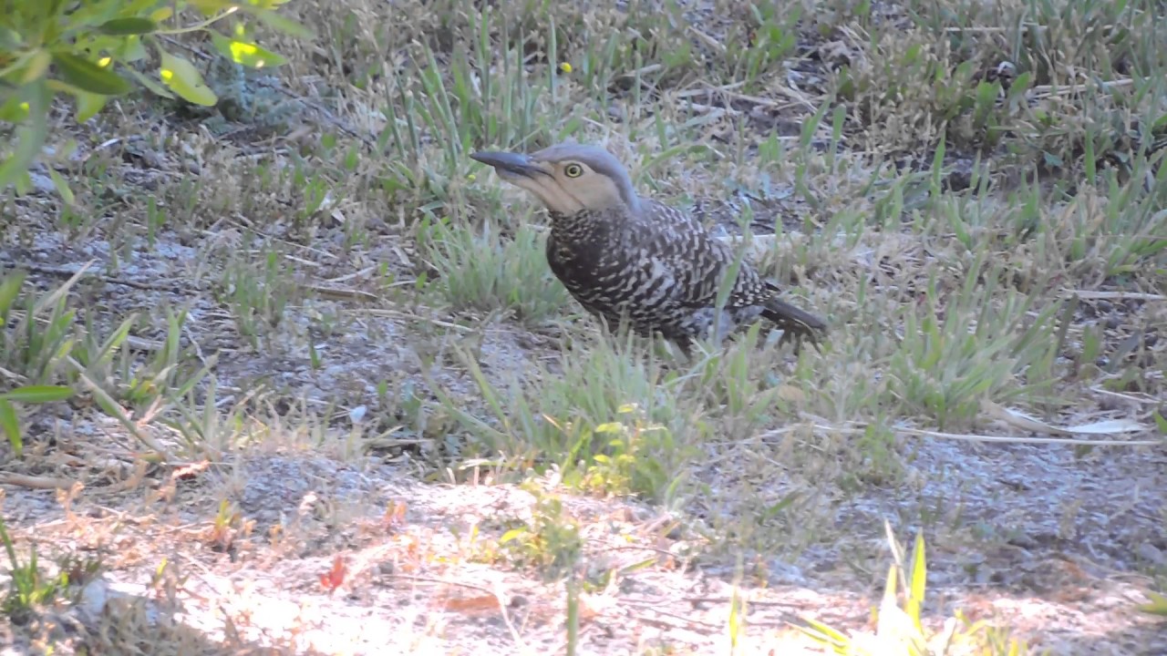 Carpintero pitío/Chilean Flicker (Colaptes pitius) - YouTube