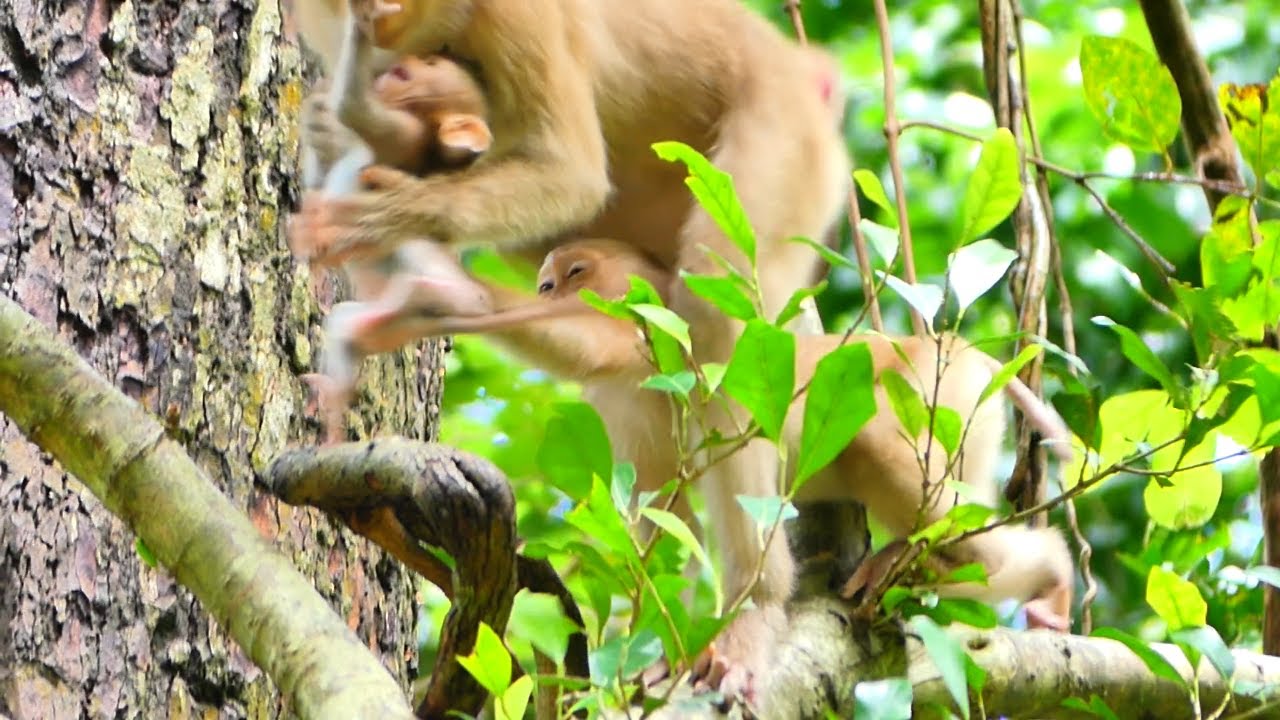 BABY PRETTY WANT TO STEAL RAINBOW AGAIN BUT KATRINE DOESN'T ACEPTED ...