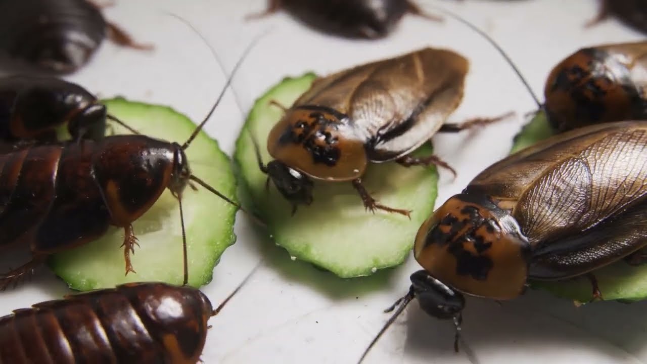 Cockroaches Eating Cucumbers Close up Cockroaches munching on Fruit ...