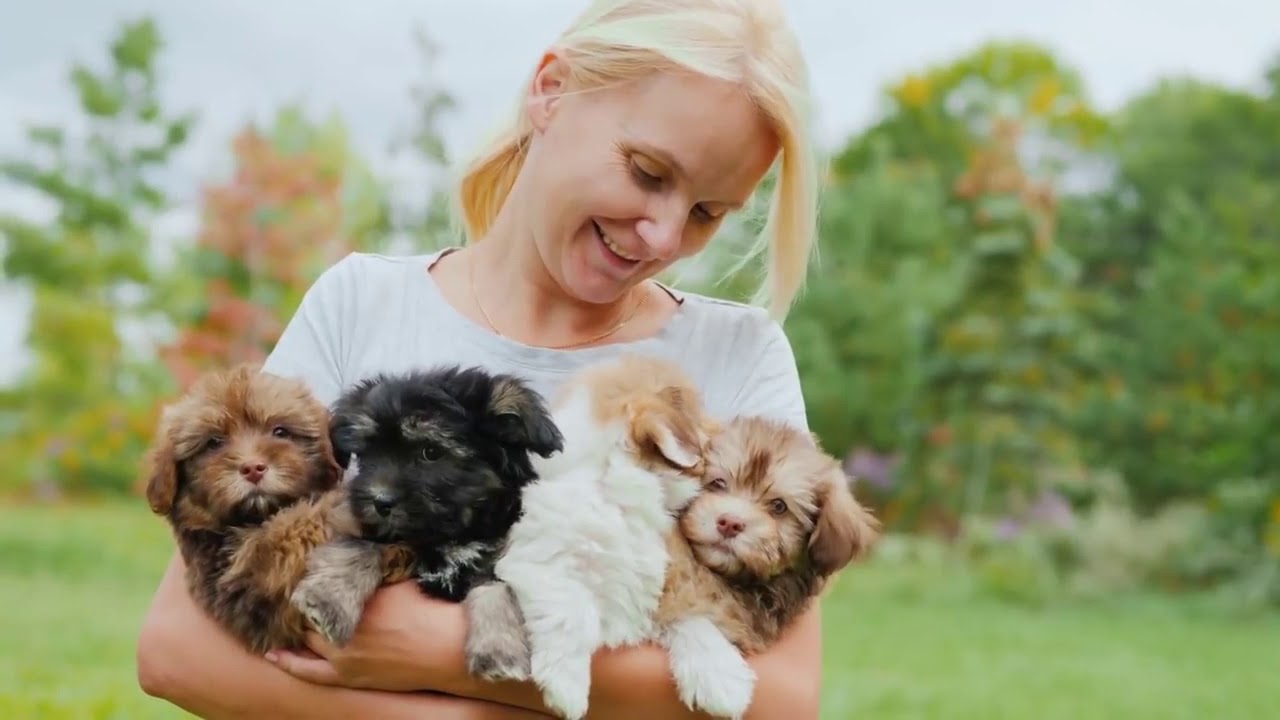 CACHORROS TIERNOS Y BONITOS - YouTube