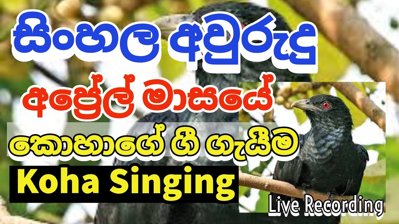 Koha sound | Koel bird sound | Asian Koel | Cuckoo song |Sinhala ...