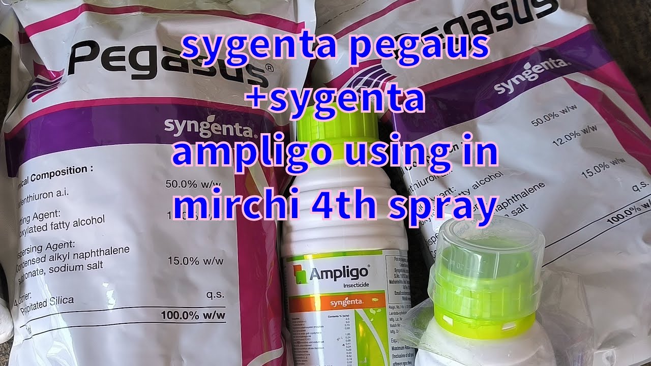 sygenta pegaus combination sygenta ampligo using in mirchi 4th spray @g ...