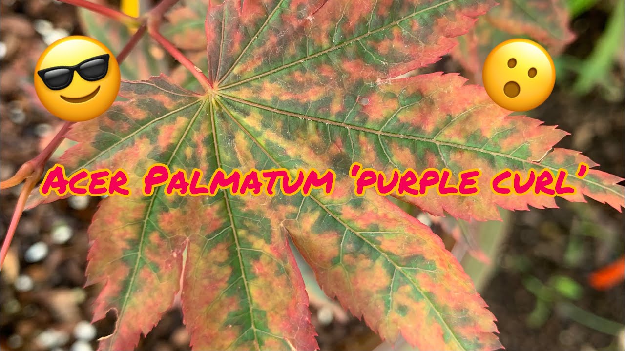 ‘Purple Curl’ Japanese Maple cultivar spotlight - YouTube