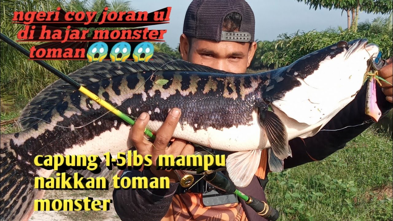monster toman vs capung 1-5lbs... - YouTube