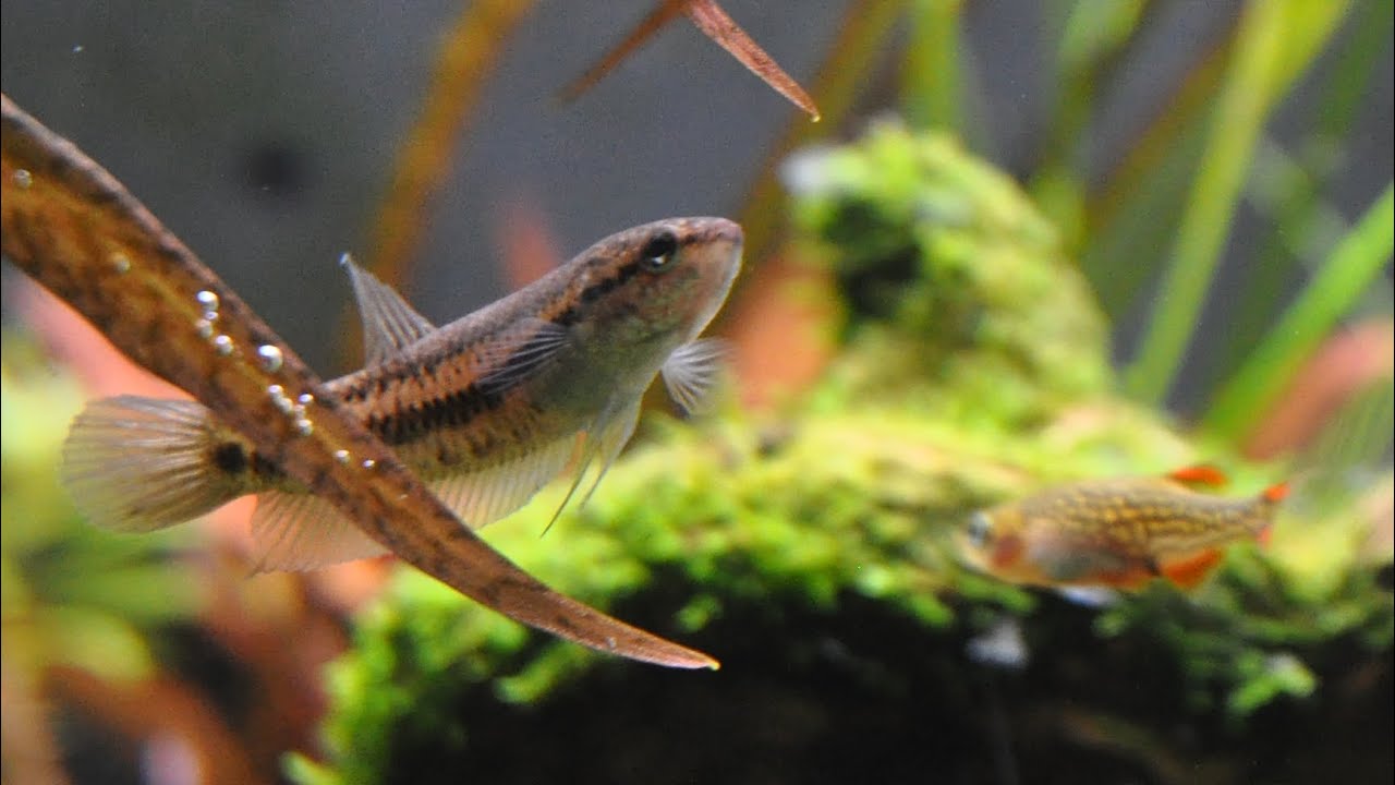 Feeding Live Food to my Aquarium Fish - YouTube