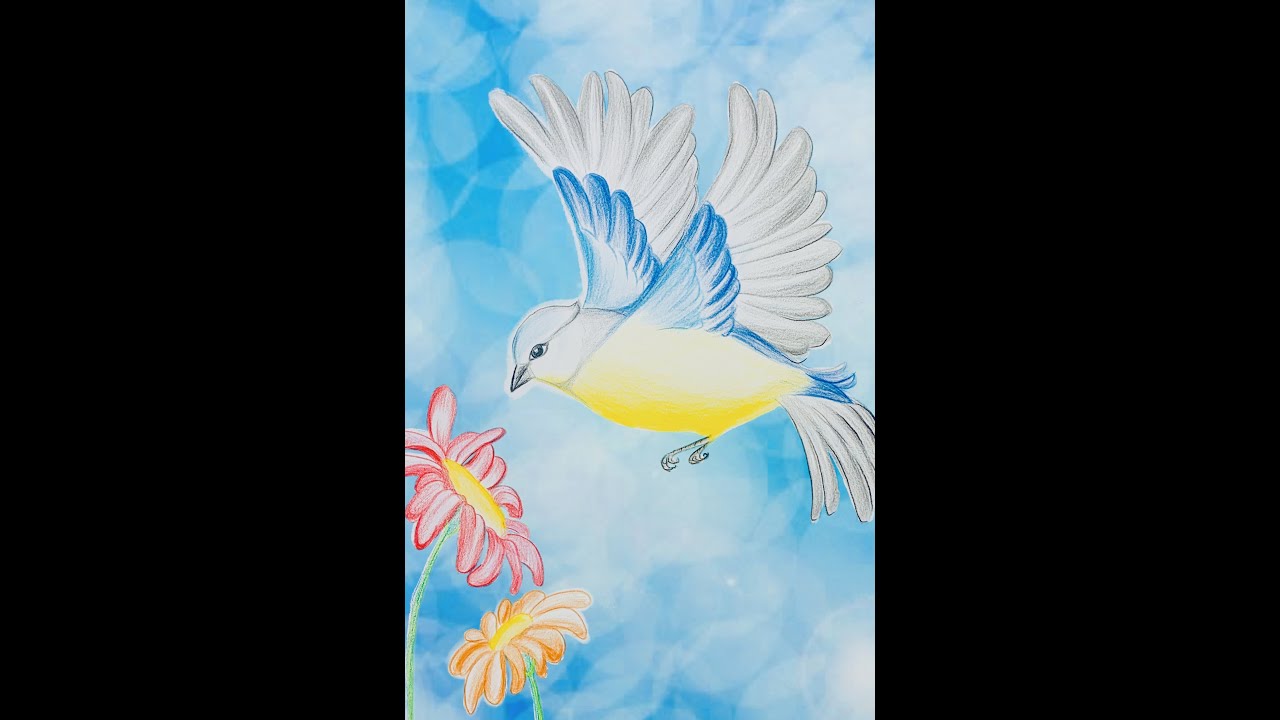 How to draw a bird and daisy with color pencils step by step detail ...