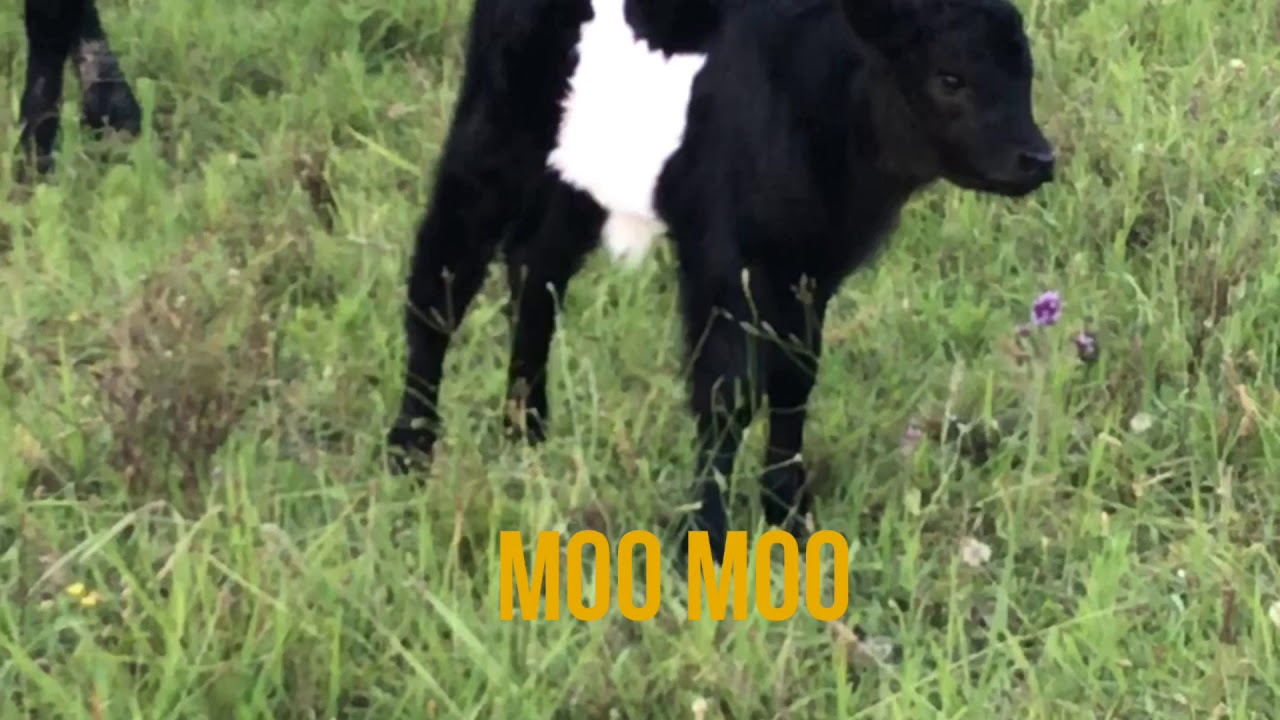 Cow screaming - YouTube