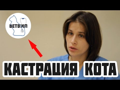 Кастрация кота