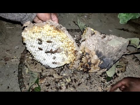 🐝🐝🐝Wasp ( Aringal ) hunting - YouTube