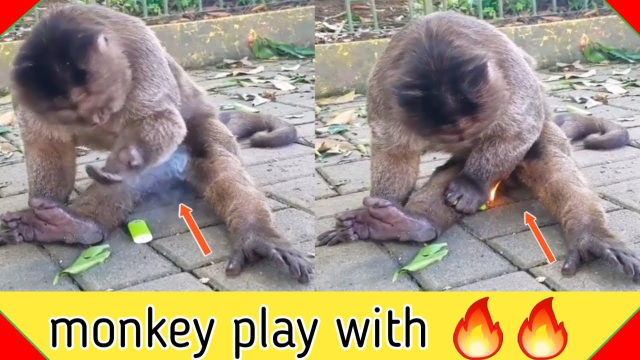 monkey play with fire || monkey videos compilation || funny monkey ...