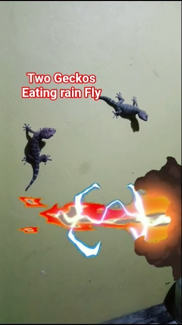 Two Geckos eating rain fly during raining time #gecko #rainfly #shorts ...