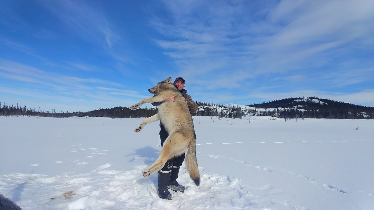 A Newfoundland Coywolf hunt, maybe a wolf! (UPDATE, IT HAS BEEN ...