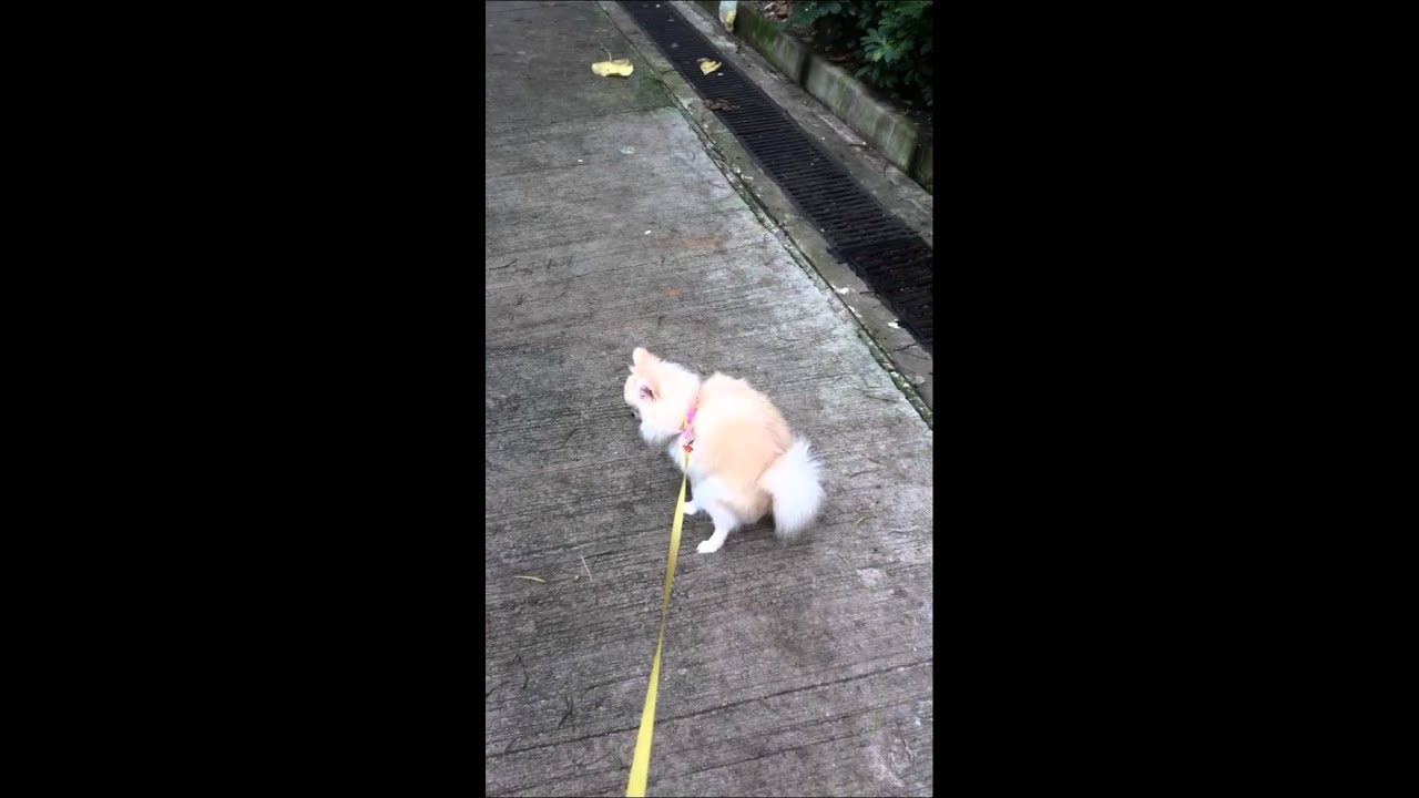 MoMo poo poo'ng - YouTube