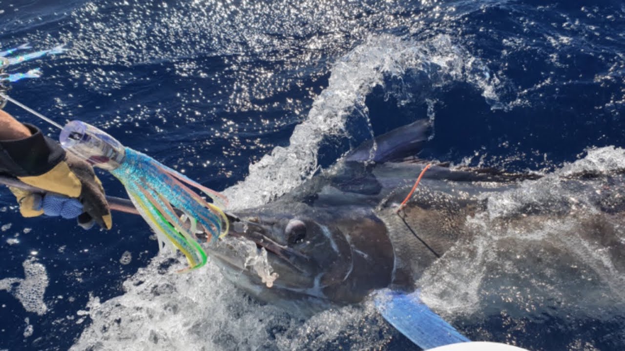 Amazing black marlin fishing off Exmouth - YouTube