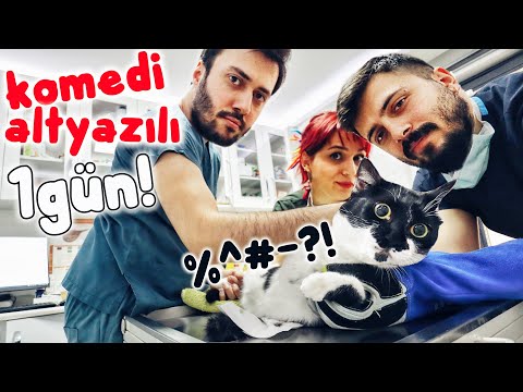 Kedi kediyi yer mi? 😲 HEM DE EV ARKADAŞINI.! (Kedice & Köpekçe Altyazılı)