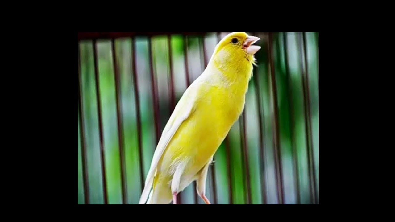 Masteran burung kenari super gacor tanpa jeda.// - YouTube