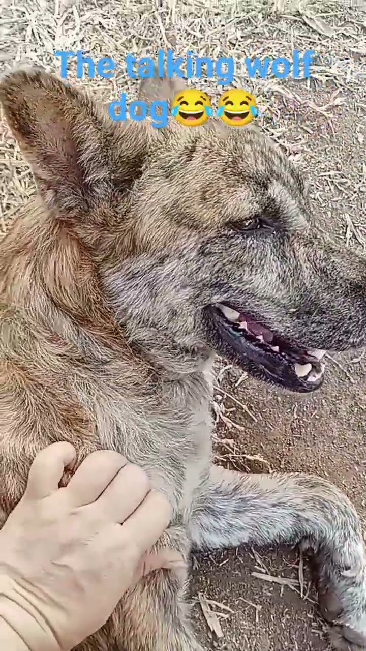 Talking Wolf Dog 🤣🤣 I ️ ️😘 To i - YouTube