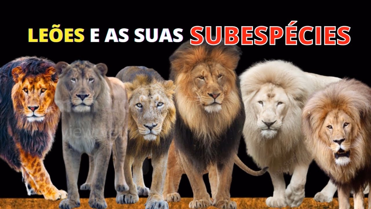 Subespecies De Leones Tipos De Leones Nombres Y Fotos