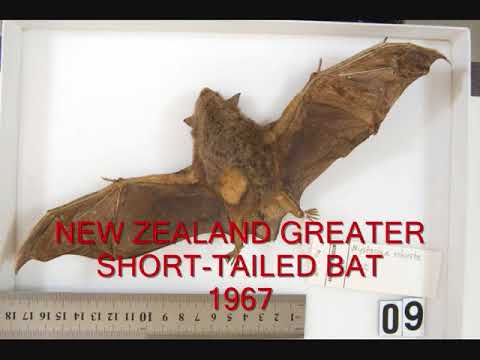 Extinct Animals 20th Century! (Part 3) - YouTube