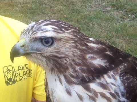 Meet a New York State falconer and his red-tailed hawk - YouTube