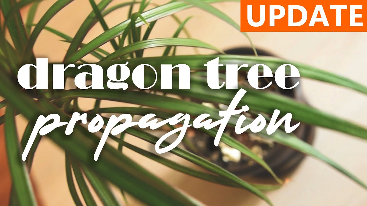 Dracaena marginata (Dragon tree) propagation | 8 months results | house ...