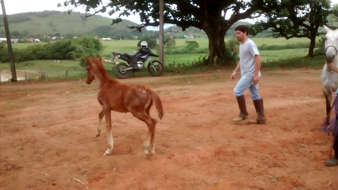 Potro Mangalarga Marchador com três meses - YouTube