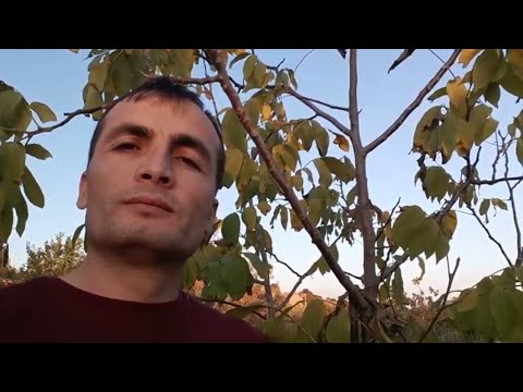 Çekirdekten yetişen meyve verirmi Ceviz