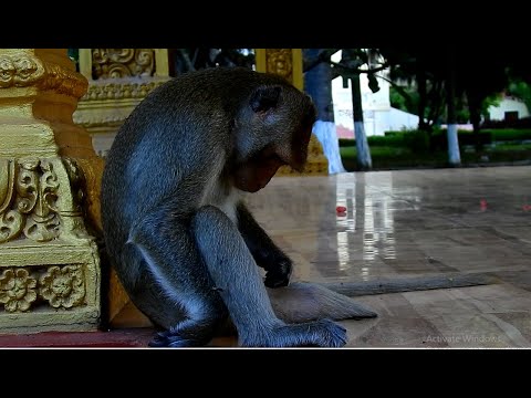 Handicap Monkey Look So Sad That Look His Lost Leg Maybe He really Need ...