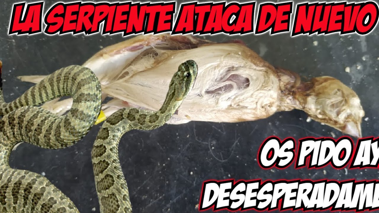 LA SERPIENTE ATACA Y DESTROZA, NECESITO AYUDA - YouTube