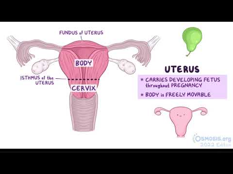 Anatomy of the female reproductive organs of the pelvis. helping Information for Gynecologists'