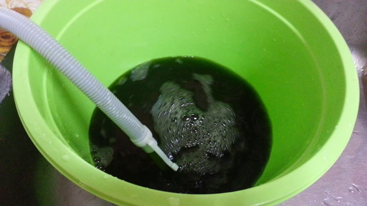 Proses Jelly Klorofil (Cincau Hijau) - YouTube