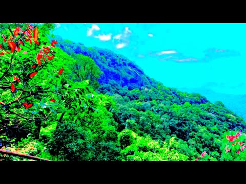 Beautiful Relaxing Music/Beautiful Nature/Nature Relaxing Music/Natural Music/Flower Music