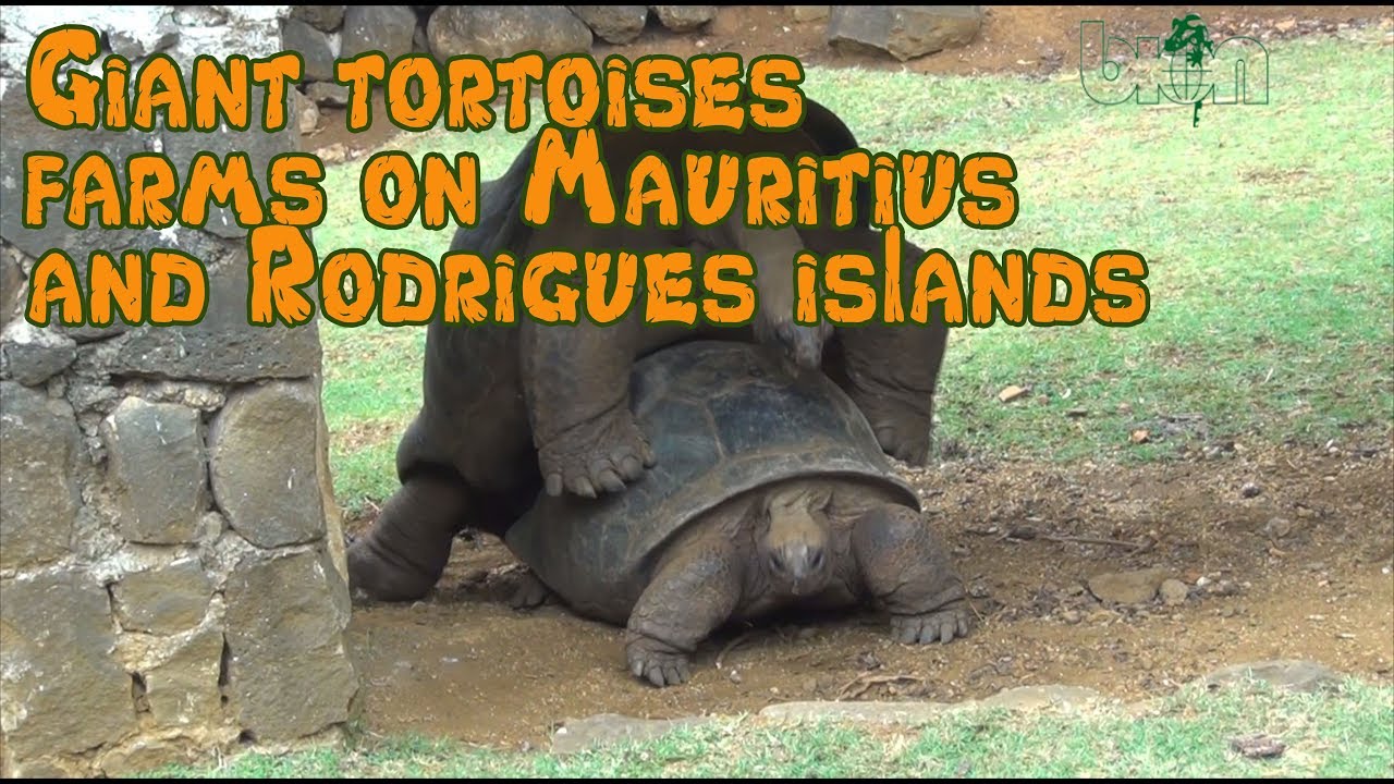 Giant tortoises farms on Mauritius and Rodrigues islands - YouTube