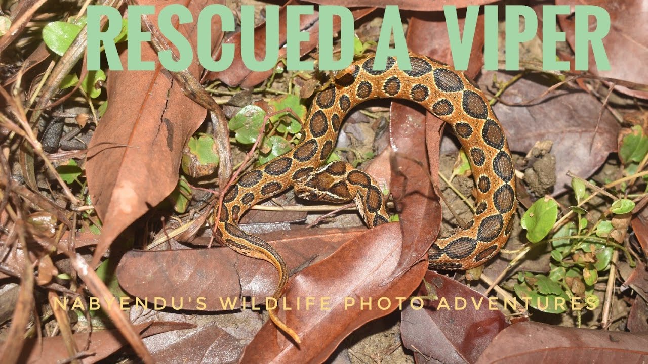 Rescued A baby Russell's viper ( Story in Description) - YouTube