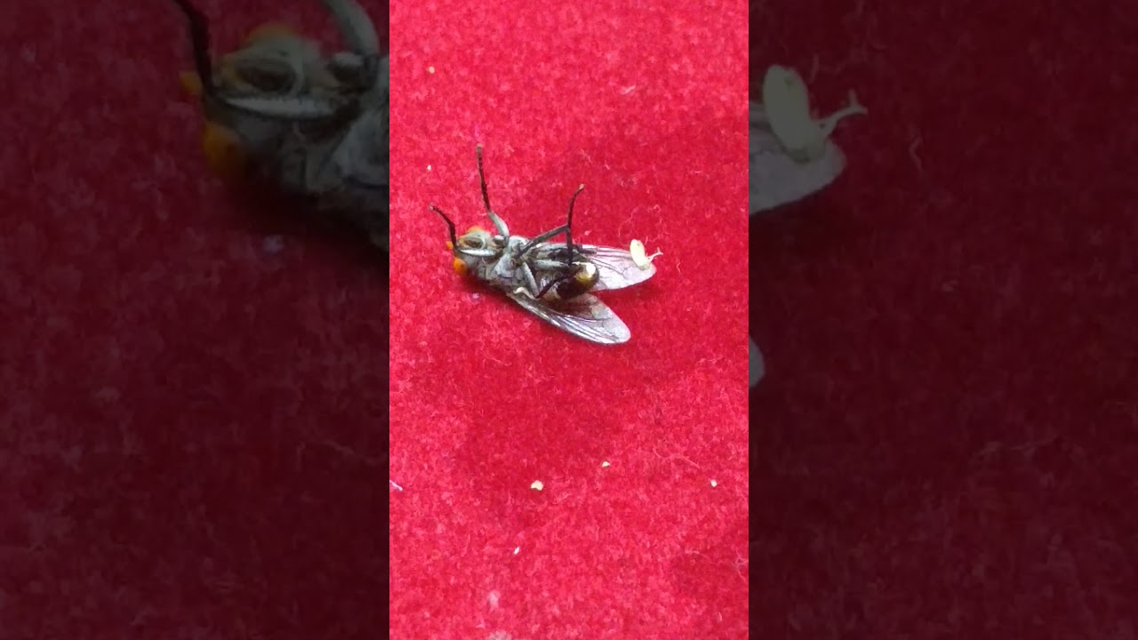 House bee giving birth to larva - YouTube