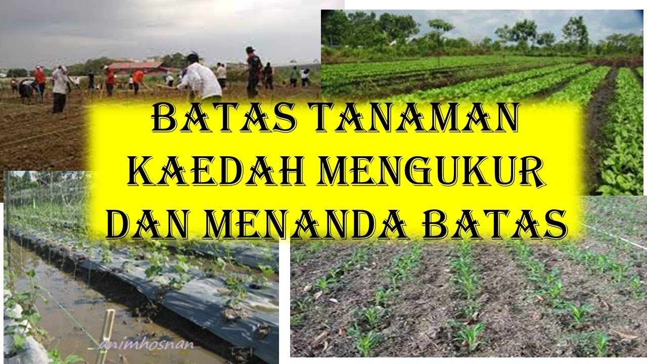 KAEDAH MENGUKUR DAN MENANDA BATAS TANAMAN - YouTube