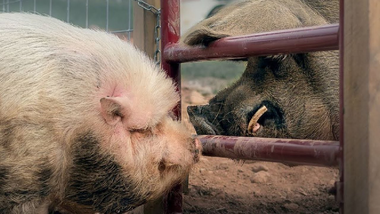 Angry Pig Makes an Incredible Turnaround - YouTube