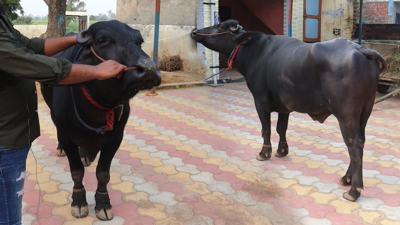 jhota race 💥 Sumit foji Bali 💢 मखदुमपुर जाएगा गंगा जी जाने का शौक है और ...