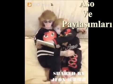 komik video kürtçe