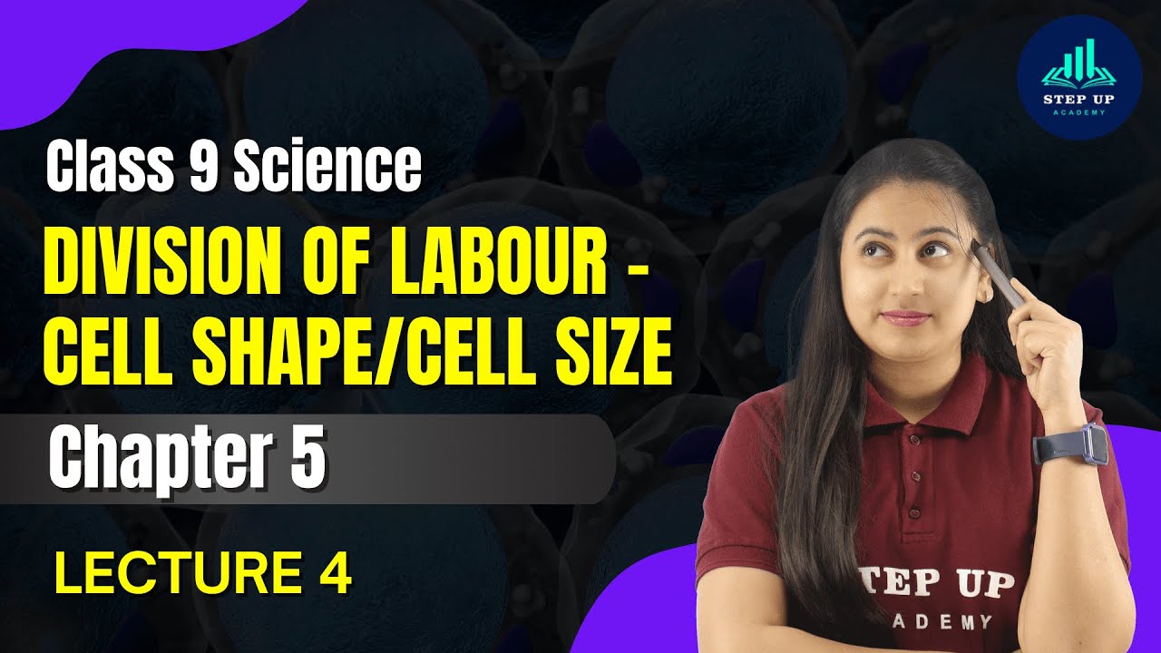 Division of Labour - Cell Shape & Cell Size -The Fundamental Unit of ...