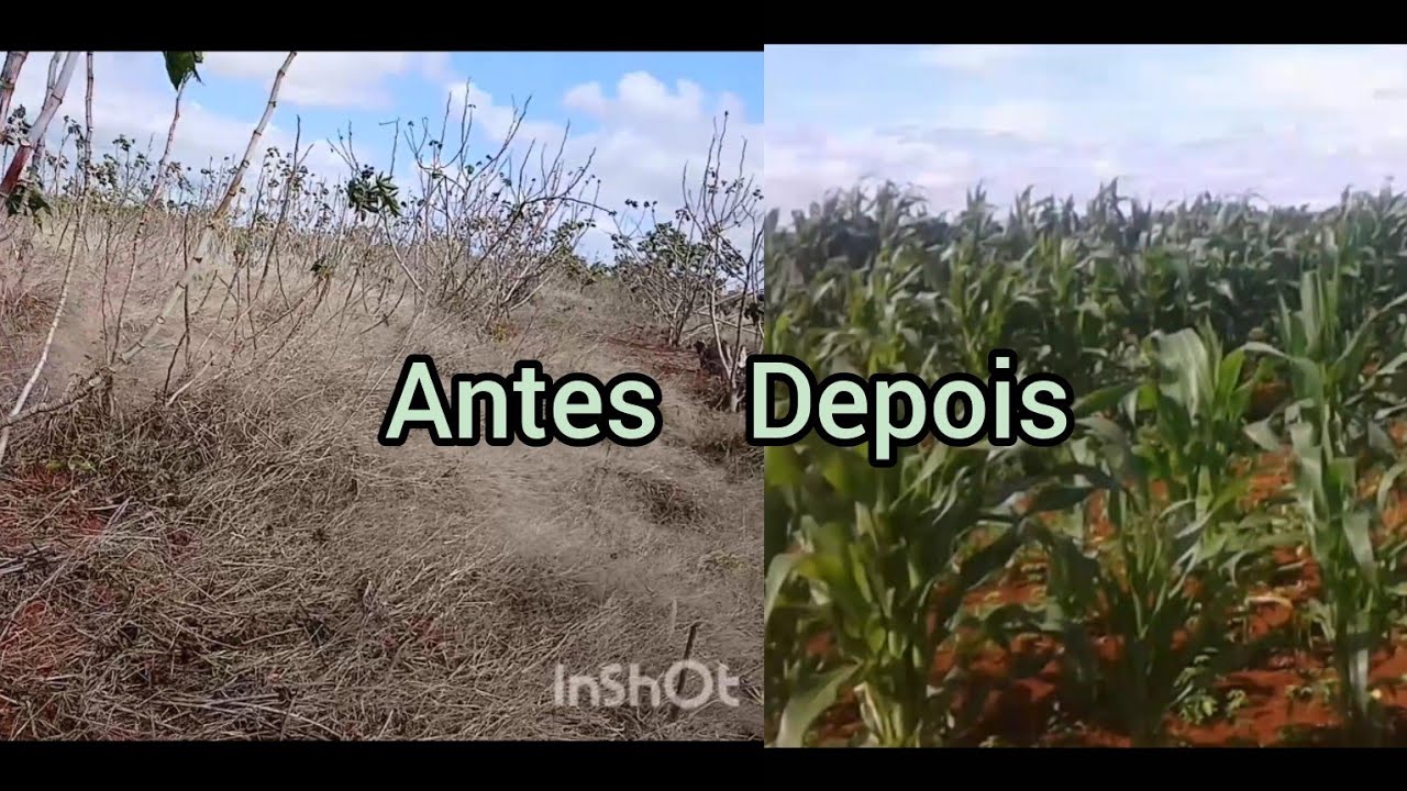 como fica a roça antes e depois assiste o vídeo até o final pra você ...