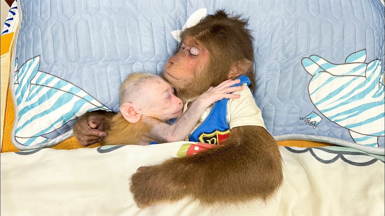 Super cute! Cubis monkey cries for Cutis hold him! - YouTube