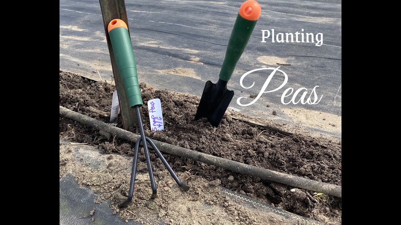 Planting peas - YouTube