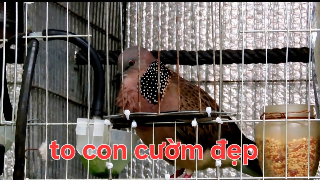 CHIM CU GÁY . CON TRAI CỦA THỔ LOA. 0377445164 - YouTube