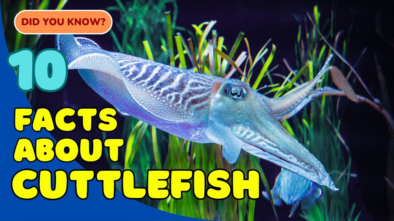 10 Mind-Blowing Facts About Cuttlefish You Didn’t Know! 🦑 - YouTube