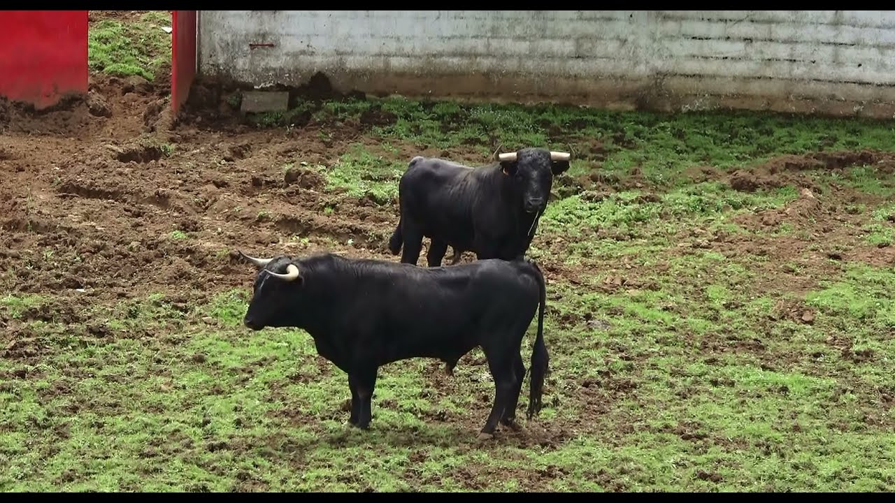 Terceira Island - Azores - Portugal - Bulls On Pastures - YouTube