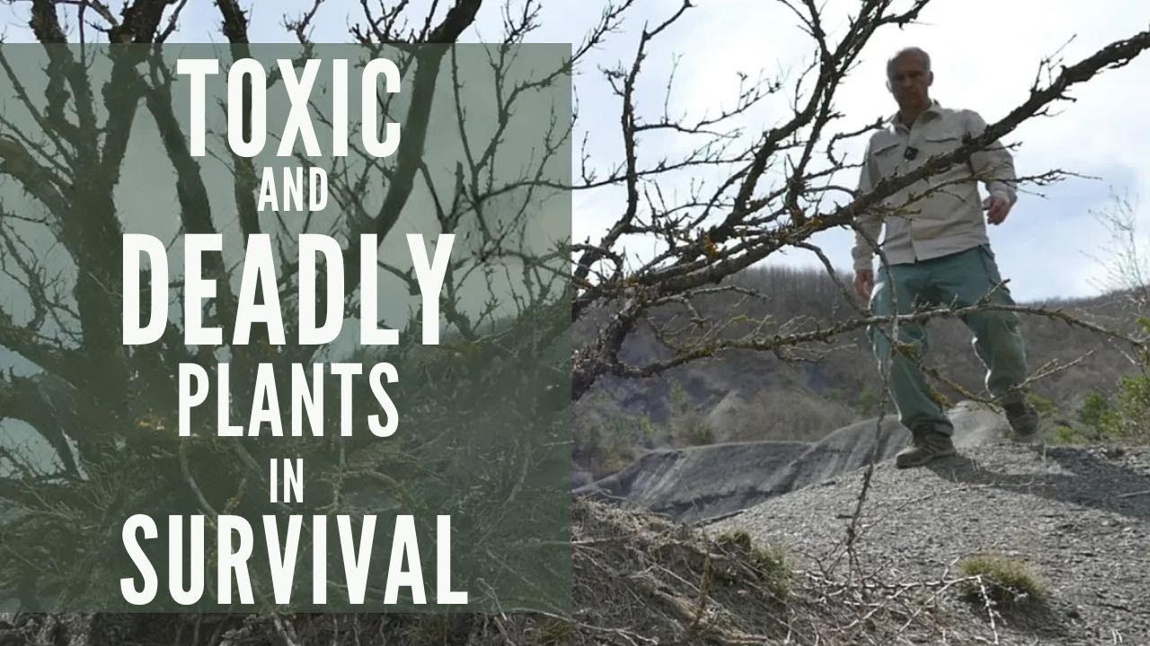 How to Tell Toxic Plants from Edible Ones and Avoid Getting Poisoned ...